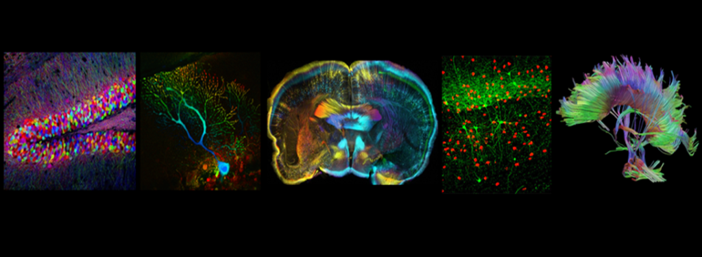 Tetrachromatic Vision – In His Image