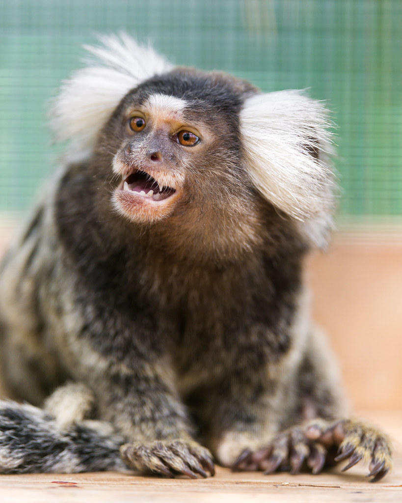 Human-Monkey Embryo Hybrids – In His Image